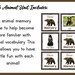 All About Bears- Animal Science Unit - Etsy
