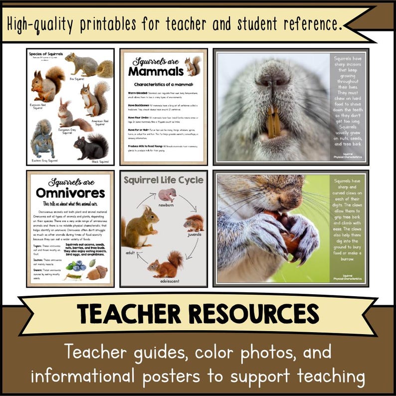 Squirrel Unit Study Printable No Prep | Animal Science Worksheets ...