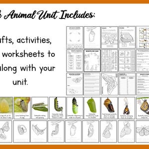 All About Butterflies- Animal Science Unit - Etsy