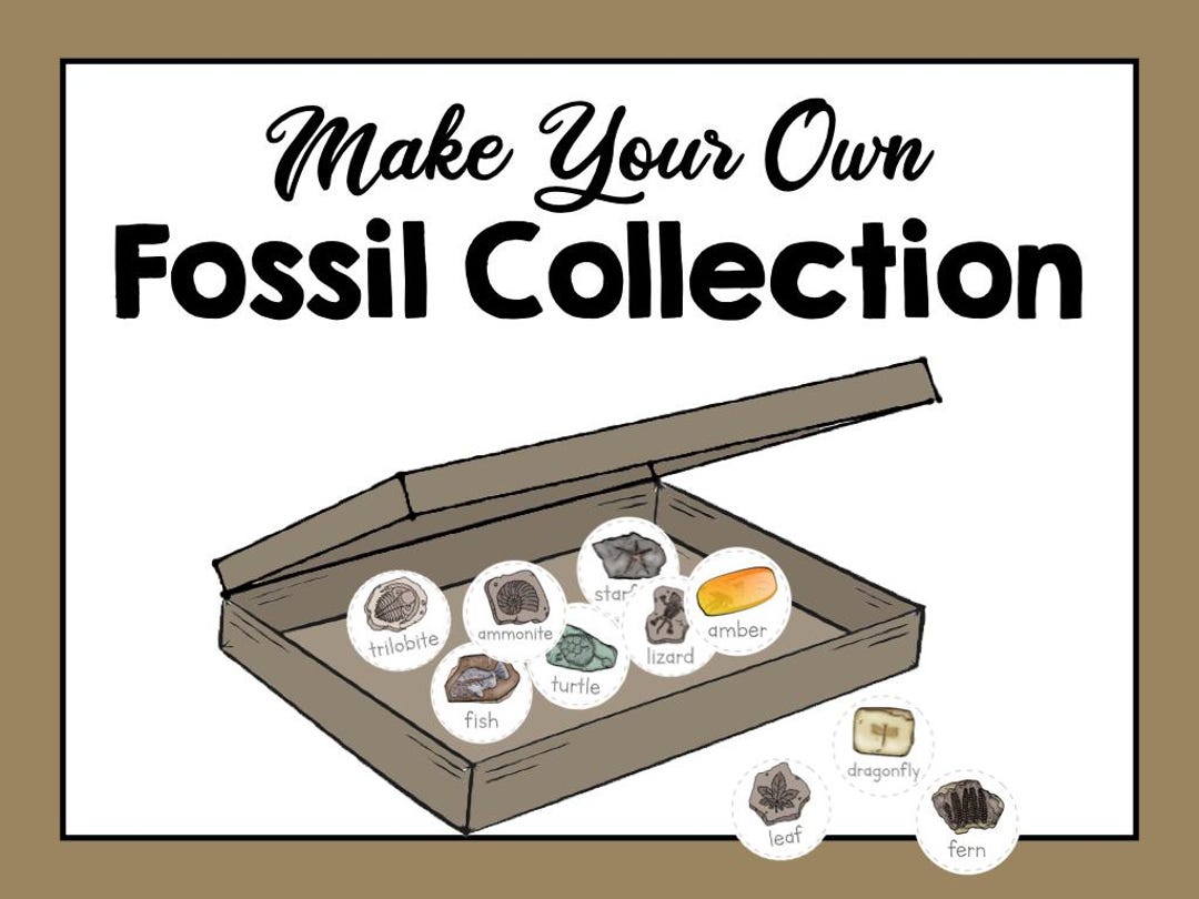 Paper Fossil Collection | Make Your Own Fossil Collection | Kid's ...