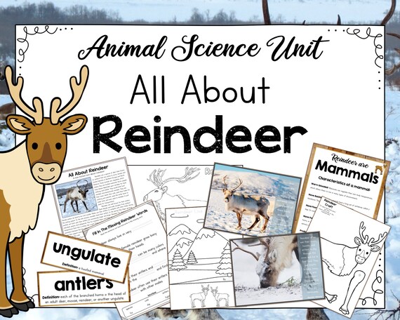 All About Reindeer Animal Science Unit | Etsy