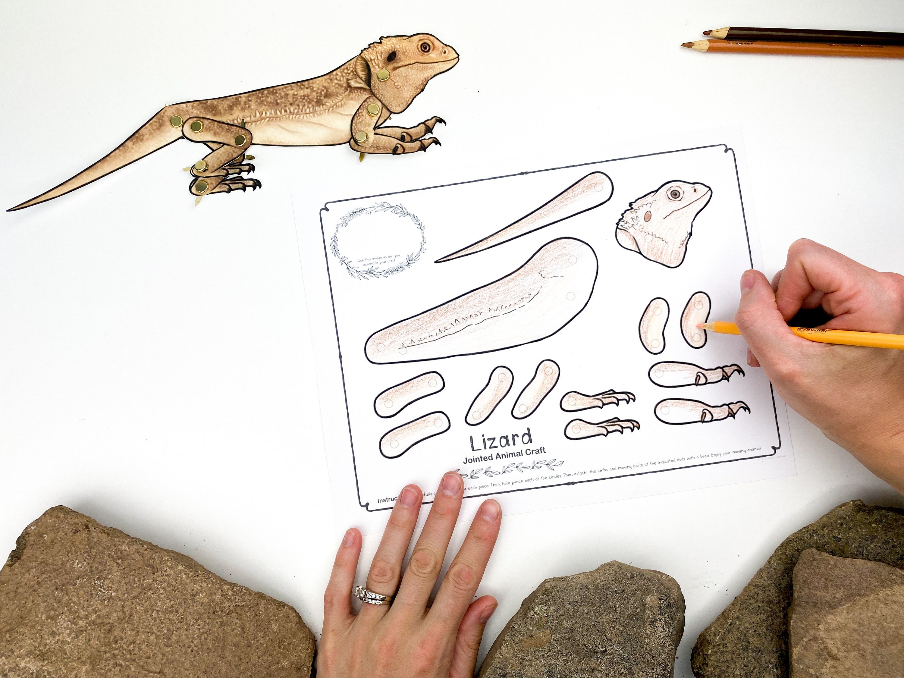Articulated Lizard Craft Kit | Printable Joint Animal Template for ...