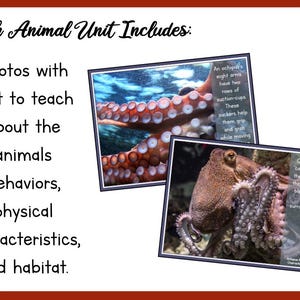 All About Octopus- Animal Science Unit - Etsy