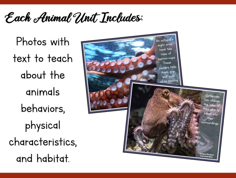 All About Octopus- Animal Science Unit - Etsy