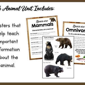 All About Bears Animal Science Unit - Etsy