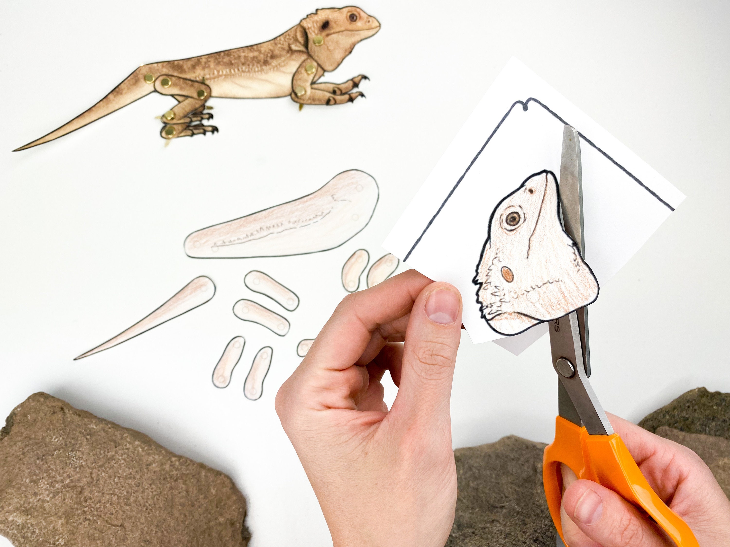 Articulated Lizard Craft Kit | Printable Joint Animal Template for ...