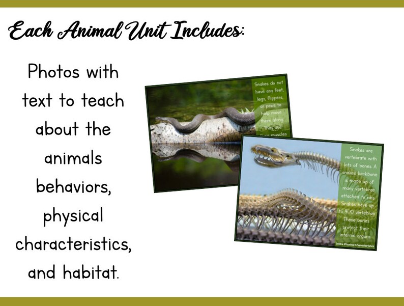 All About Snakes Animal Science Unit - Etsy