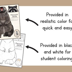 Printable Raccoon Puppet Template | Creative Paper Bag Craft | Hands-on ...