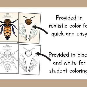 Bee Paper Bag Puppet Craft Kit | Realistic Printable Kids Educational ...