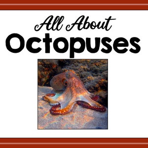 All About Octopus- Animal Science Unit - Etsy