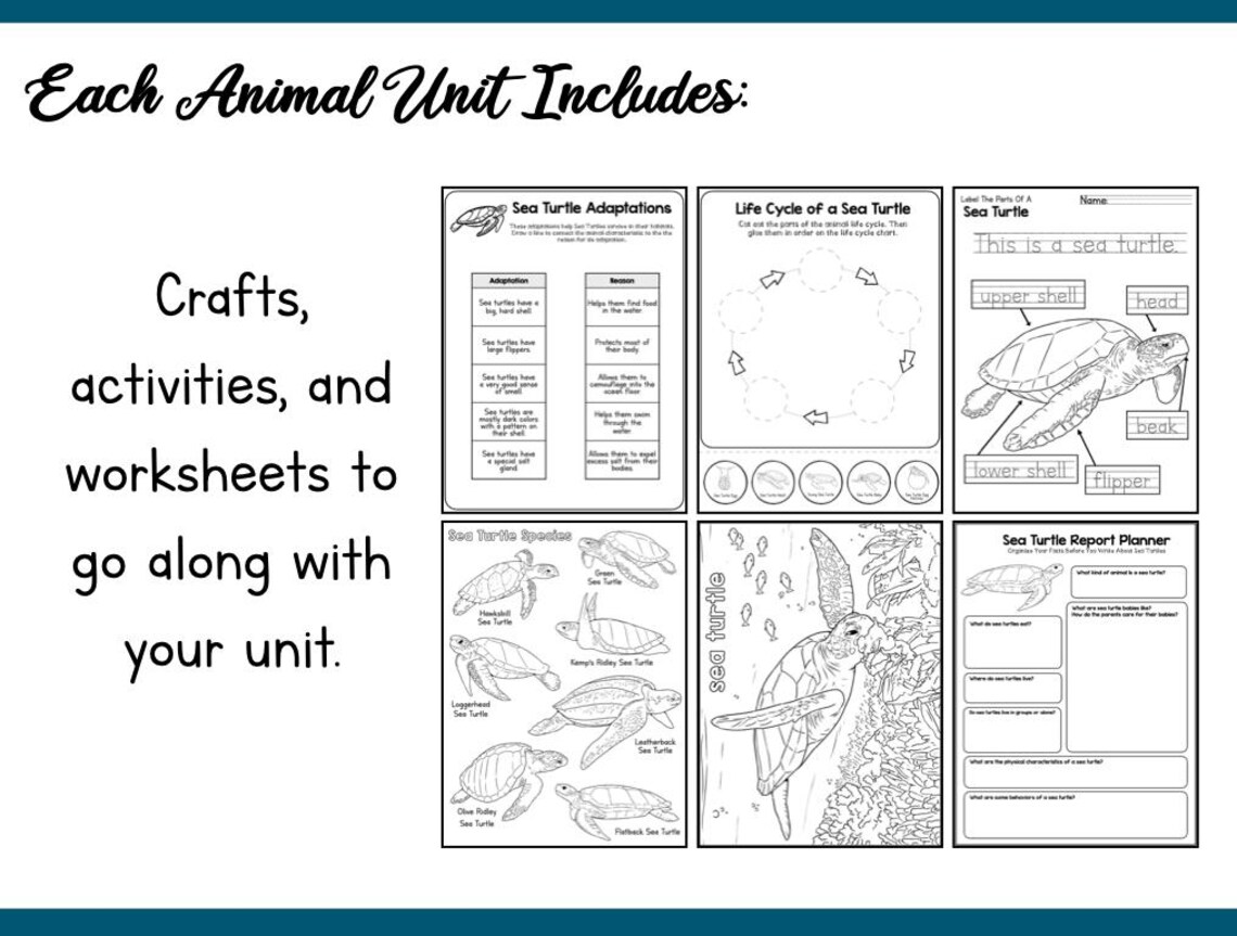 All About Sea Turtles- Animal Science Unit - Etsy