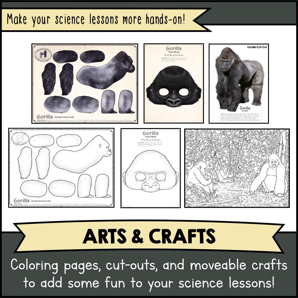 All About GORILLAS Animal SCIENCE Unit PDF | Printable Learning Pack ...