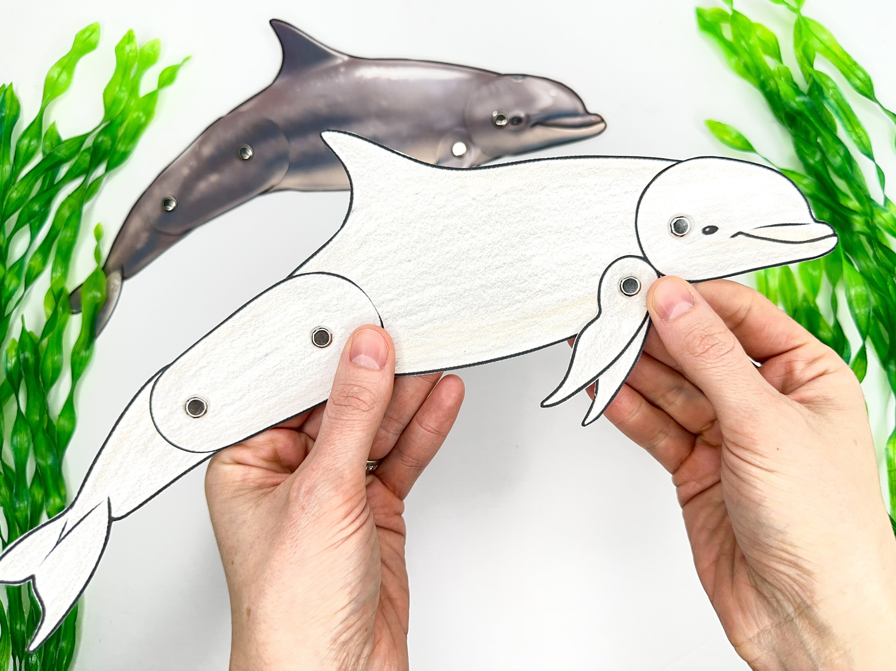 Articulated Dolphin Craft Template Jointed Printable Movable Marine ...