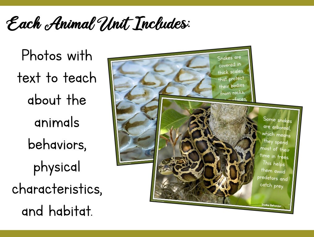 All About Snakes Animal Science Unit - Etsy