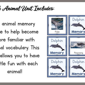 All About Dolphins Animal Science Unit - Etsy