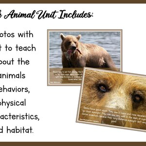 All About Bears- Animal Science Unit - Etsy