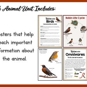 All About Robins- Animal Science Unit - Etsy