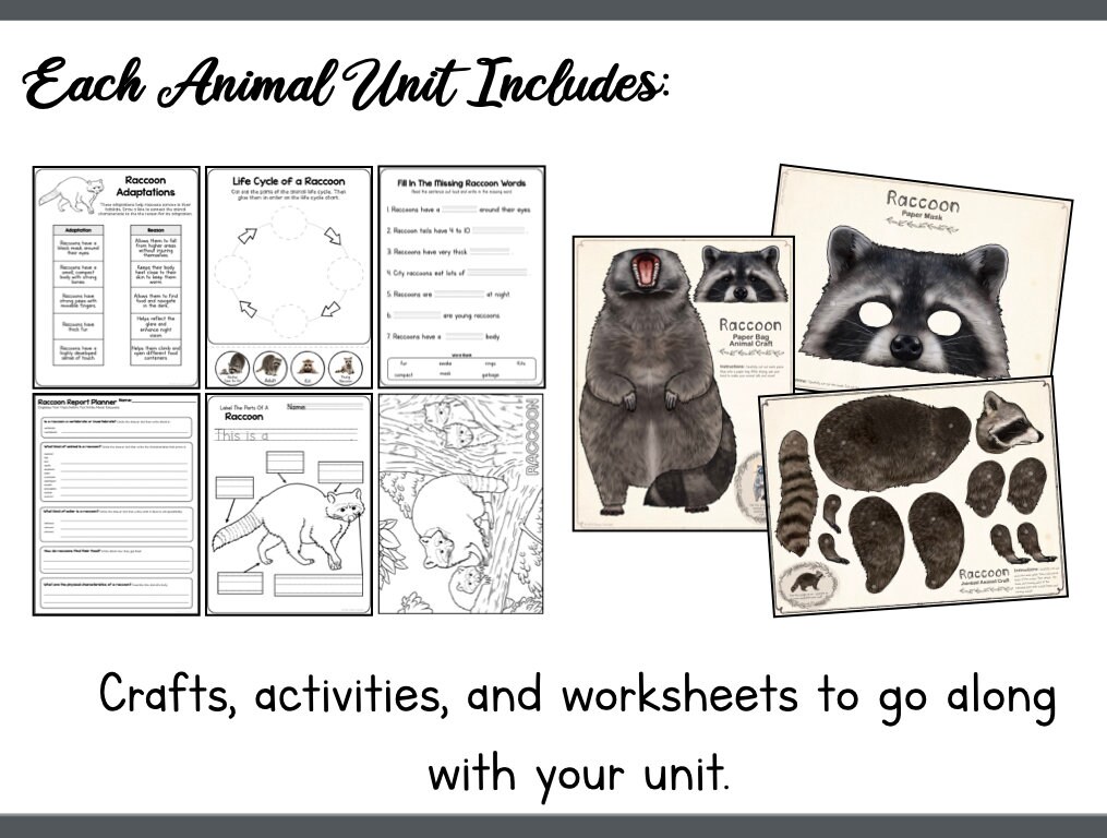All About Raccoons- Animal Science Unit - Etsy