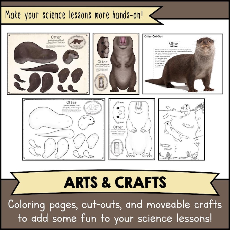 PRINTABLE All About OTTERS in 140+ Page Animal Science Unit PDF | Otter ...