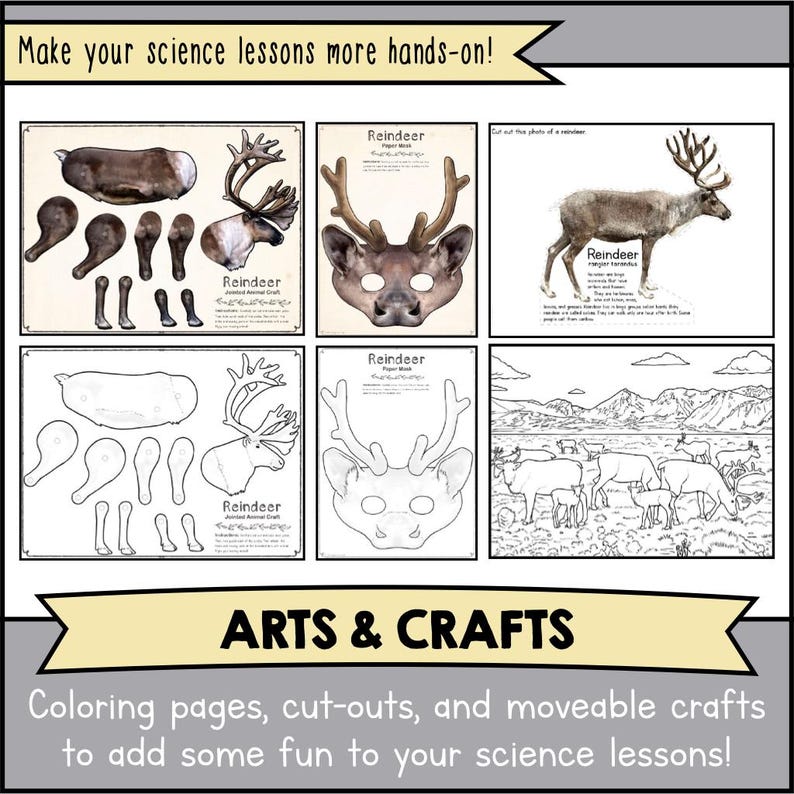 Printable REINDEER Animal Science Unit | Kids Classroom and Homeschool ...