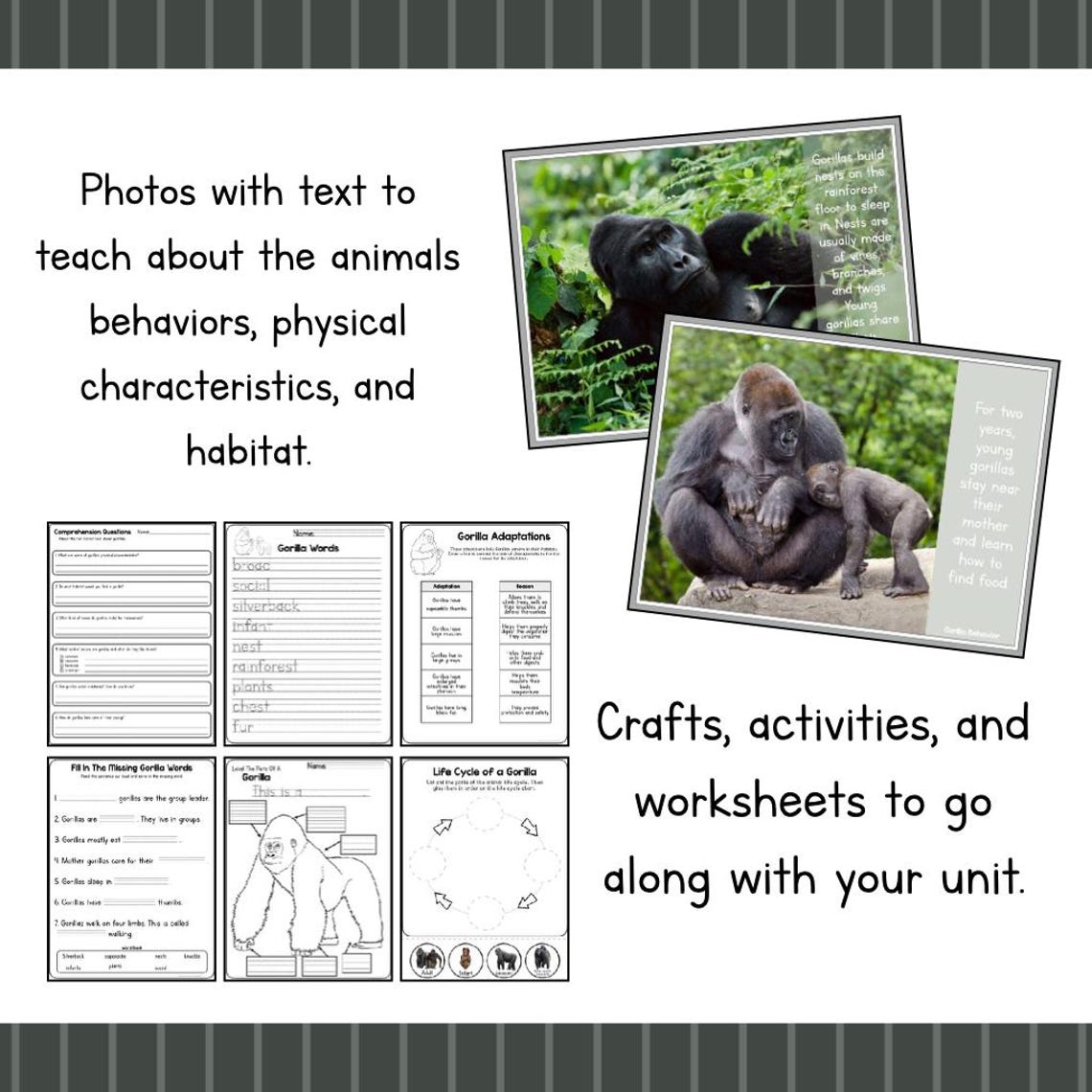 All About Gorillas- Animal Science Unit - Etsy