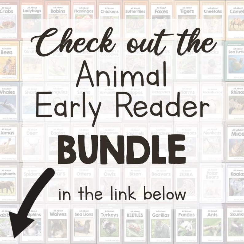 SEA LIONS Reading Comprehension Worksheets Animal Facts Short Stories ...