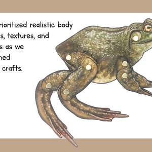 Frog Jointed Animal Craft Kit | Articulated Paper Frog | Printable ...