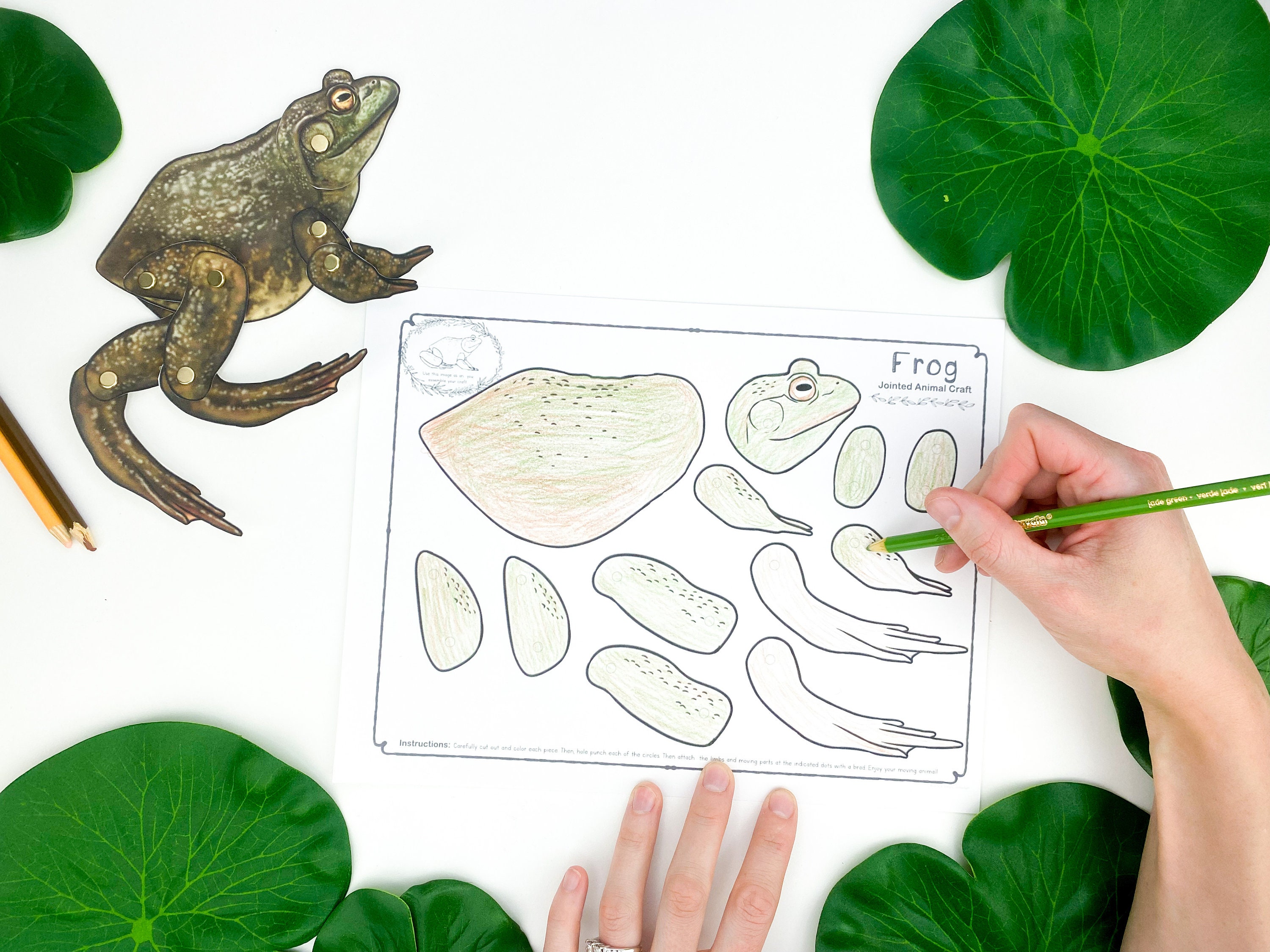 Frog Jointed Animal Craft Kit | Articulated Paper Frog | Printable ...