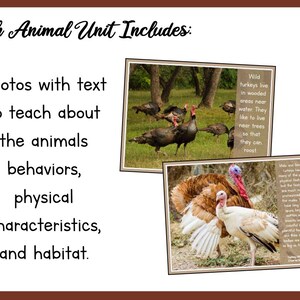 All About Turkeys- Animal Science Unit - Etsy