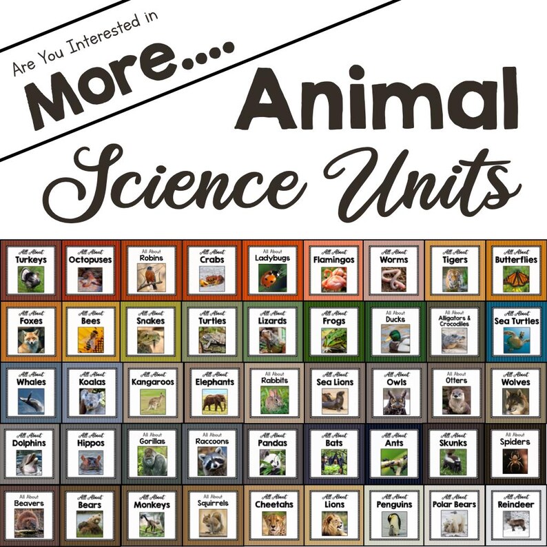 Printable RACCOON Animal Science Unit | DIY Learning PDF | Kids ...