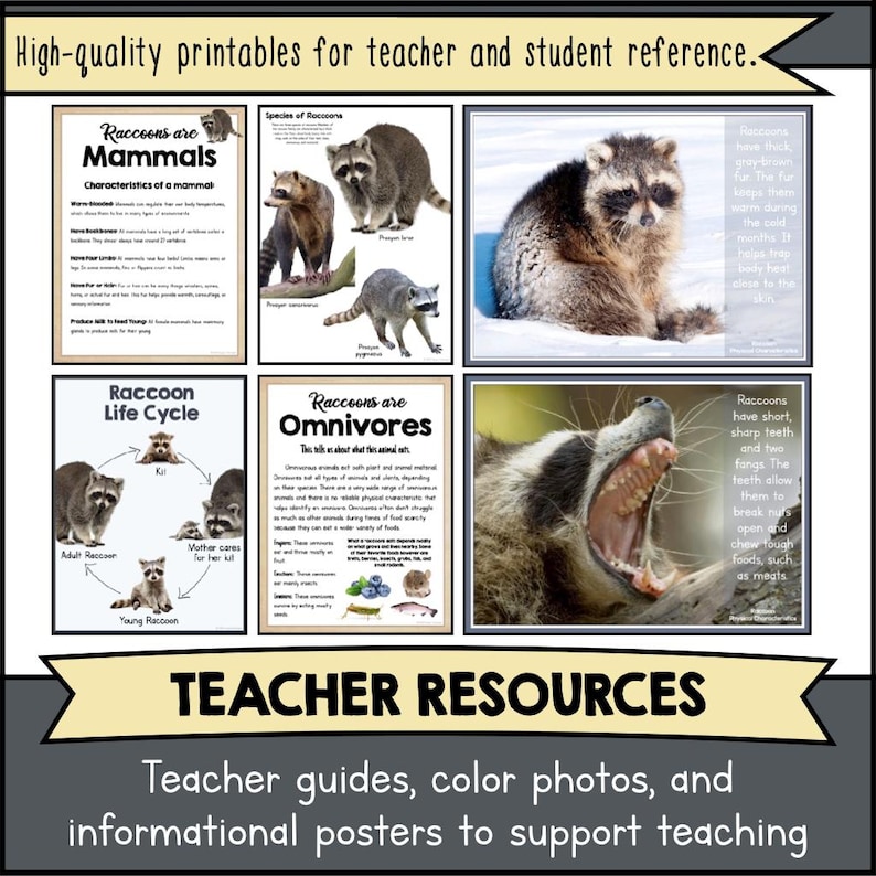 Printable RACCOON Animal Science Unit | DIY Learning PDF | Kids ...