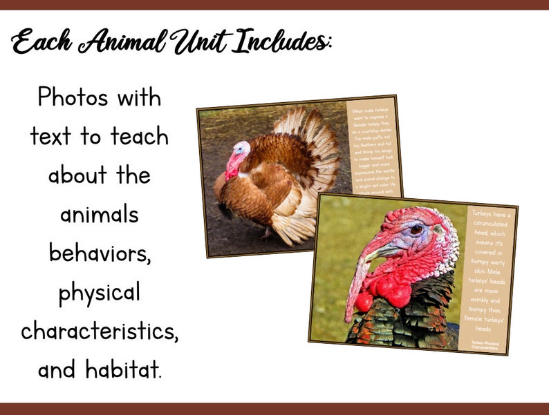 All About Turkeys Animal Science Unit - Etsy