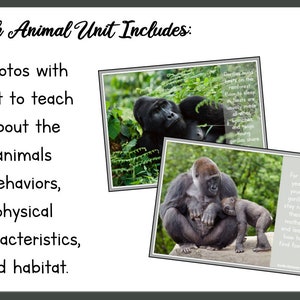 All About Gorillas- Animal Science Unit - Etsy