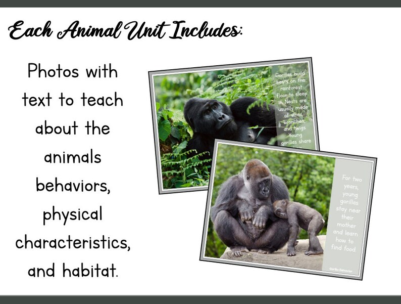 All About Gorillas- Animal Science Unit - Etsy