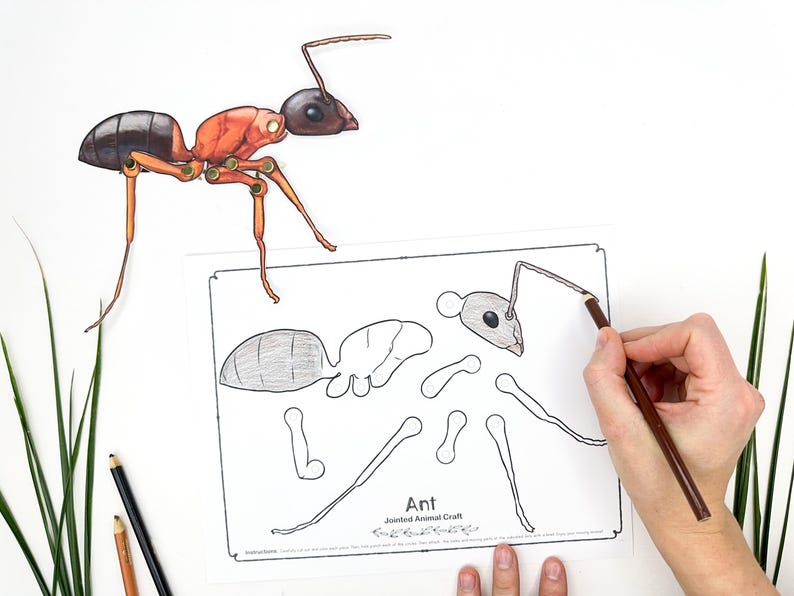 Articulated Ant Craft Kit | Printable Jointed Ants Template for ...