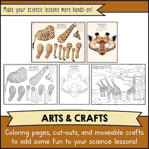 All About GIRAFFES Animal Science Unit PDF | Printable Learning Pack ...