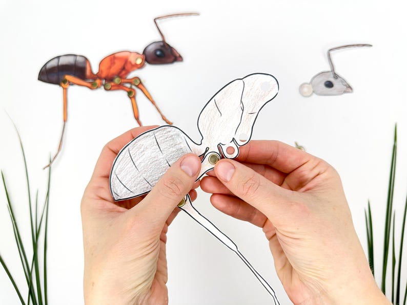 Articulated Ant Craft Kit Printable Jointed Ants Template for Creative ...