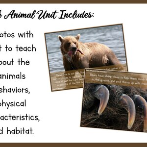 All About Bears- Animal Science Unit - Etsy