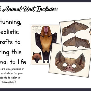 All About Bats Animal Science Unit - Etsy