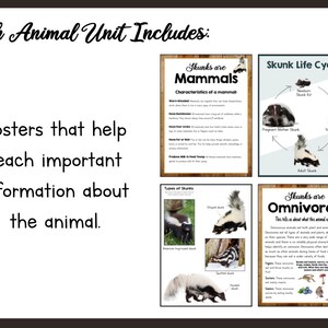 All About Skunks- Animal Science Unit - Etsy