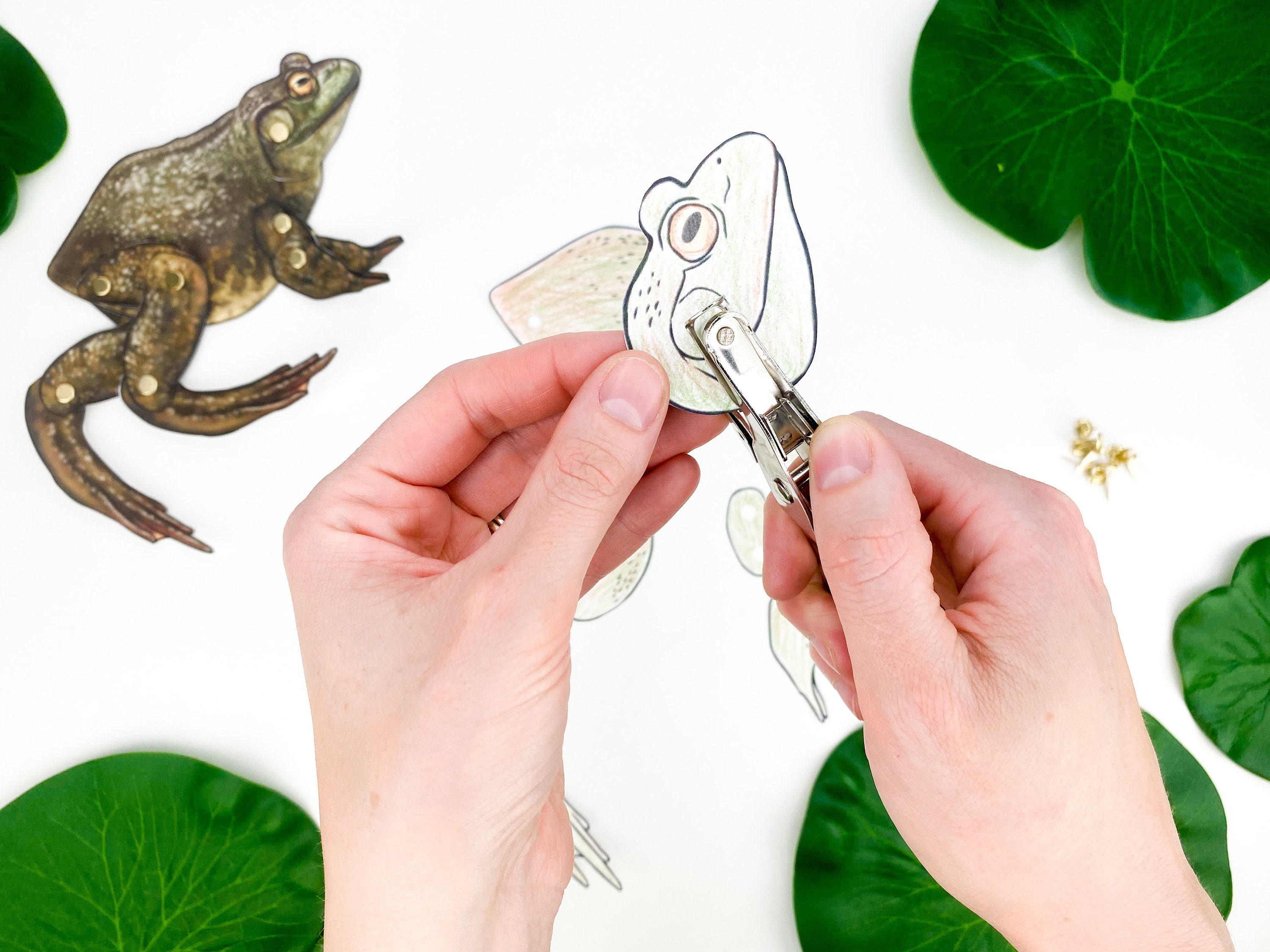 Frog Jointed Animal Craft Kit | Articulated Paper Frog | Printable ...
