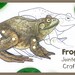 Frog Jointed Animal Craft Kit | Articulated Paper Frog | Printable ...