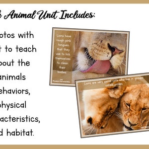 All About Lions- Animal Science Unit - Etsy