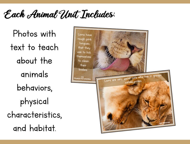 All About Lions- Animal Science Unit - Etsy