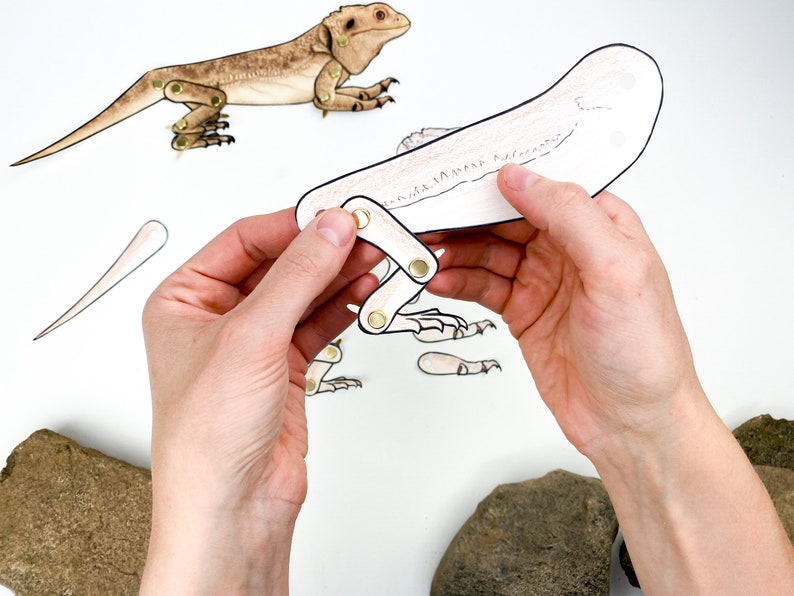 Articulated Lizard Craft Kit | Printable Joint Animal Template for ...