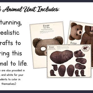 All About Bears- Animal Science Unit - Etsy
