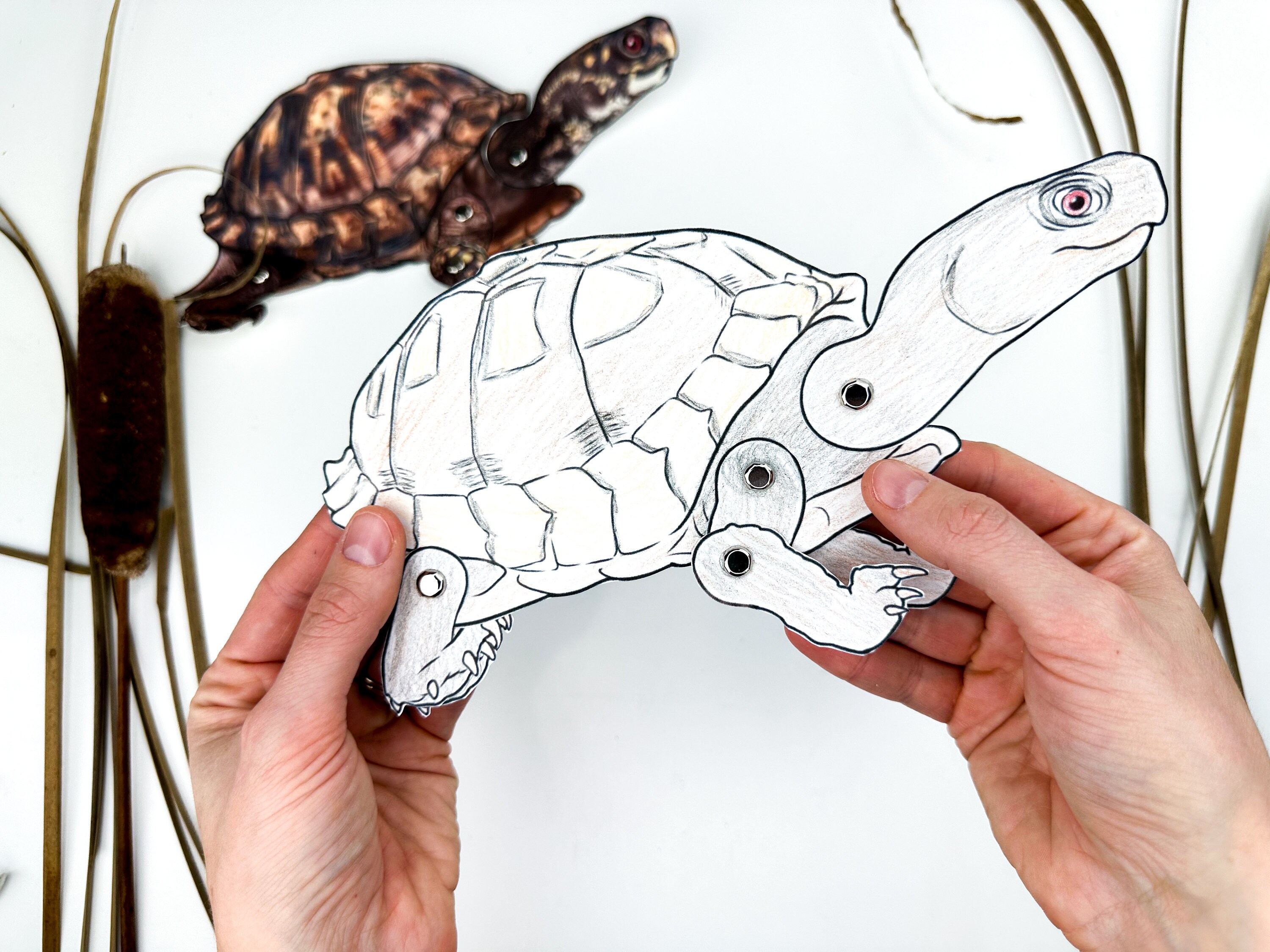 Articulated Turtle Craft Kit Printable Turtle Template Flexible Animal ...