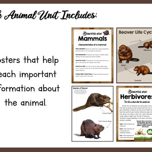 All About Beavers Animal Science Unit - Etsy