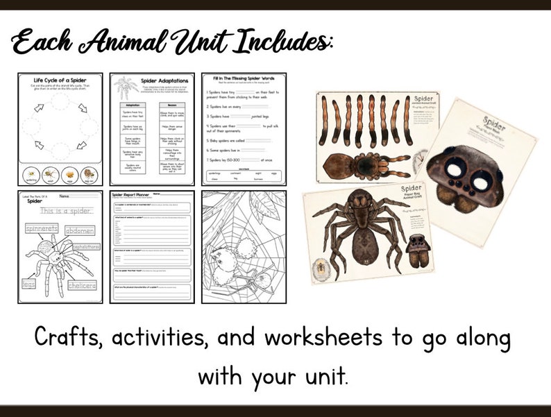 All About Spiders- Animal Science Unit - Etsy