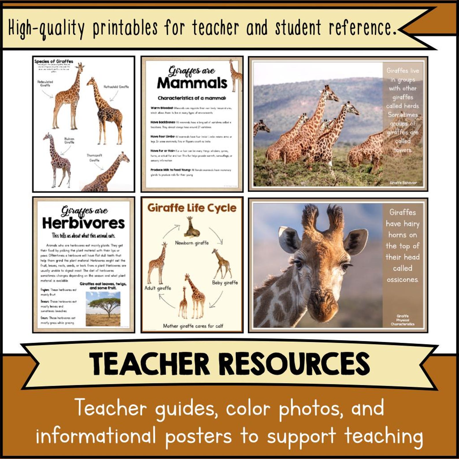 All About GIRAFFES Animal Science Unit PDF | Printable Learning Pack ...